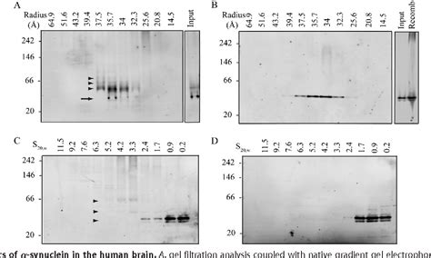Figure 1 From Evidence Of Native α Synuclein Conformers In The Human Brain Semantic Scholar