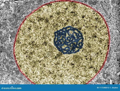 Nucleolus False Colour Tem Micrograph Stock Image 230452687