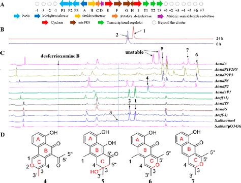 A Genetic Organization Of The Amd Cluster B Hplc Profiles Of