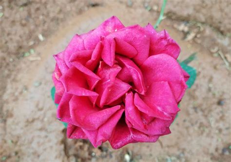 Xiaomi Redmi Note Pro Review Meaningful Upgrade With Feature Rich Camera IBTimes India