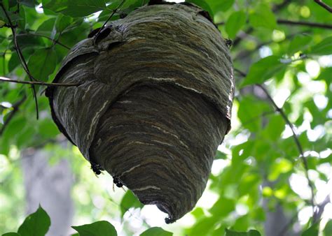 Hornet Nest Bald Faced Hornet Nest Amazing The Variation I Flickr