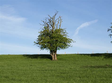 Free Tree Texture Photo Gallery