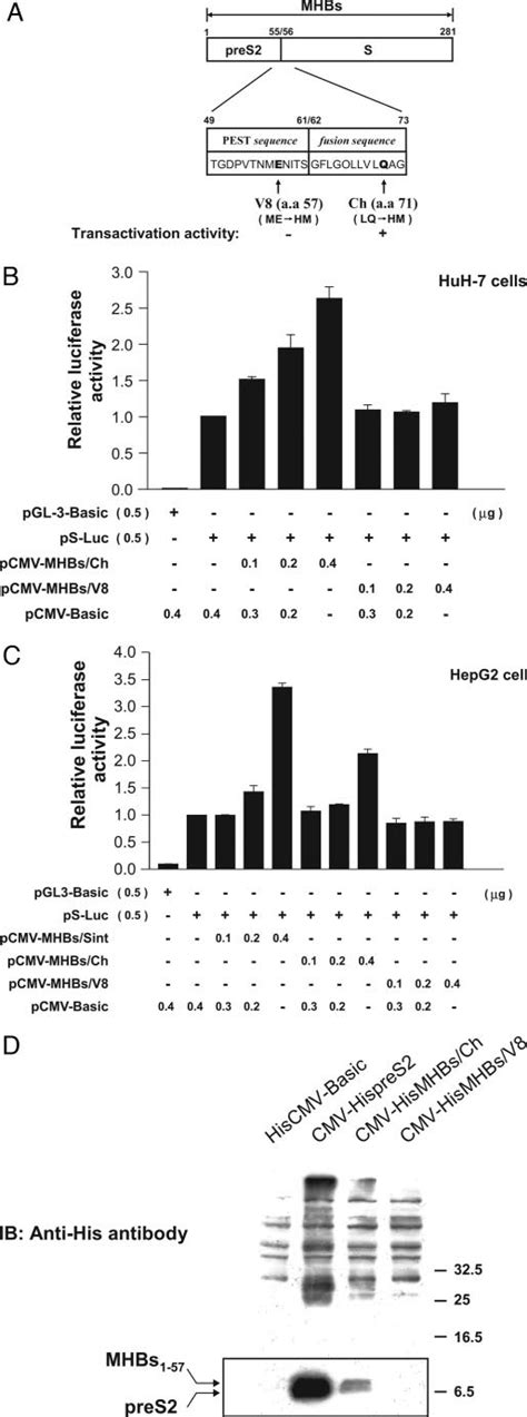 Mutation Of The V8 Protease Cleavage Site Abolishes The M Protein