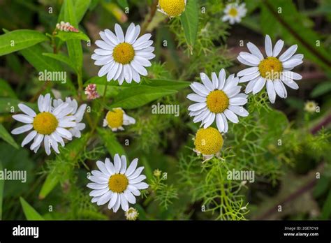 What Is Blue Chamomile At Cecil Flaherty Blog