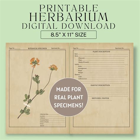 Qld Herbarium Specimen Sheet At Tristan Wilkin Blog