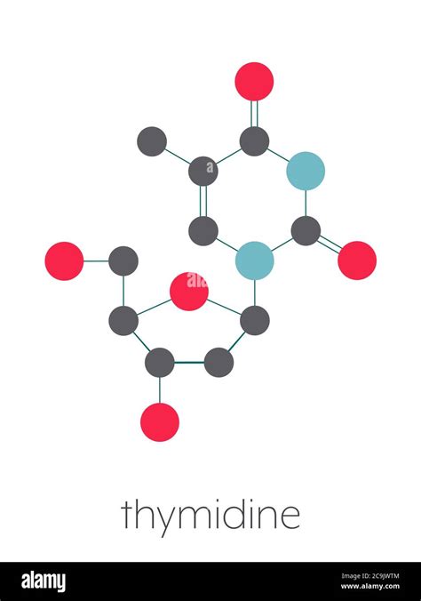 Thymidine Deoxythymidine Nucleoside Molecule Dna Building Block Stylized Skeletal Formula