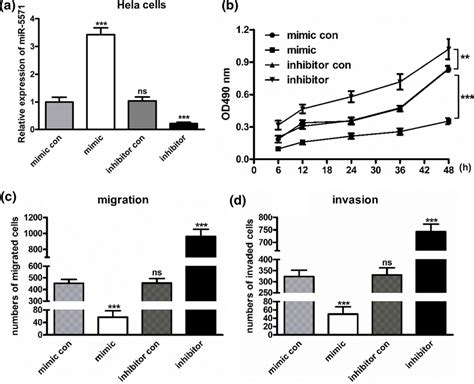 Mir 5571 Suppressed The Invasion Migration And Proliferation Of