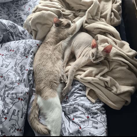 Round Cat Skinny Cat Rcats