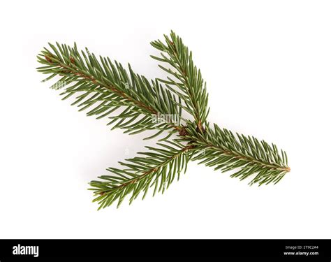 Picea Abies Or European Spruce Twig Isolated On White Background Stock