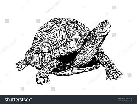 How To Draw Tortoise