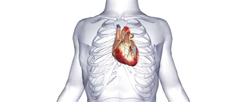 Implantable Loop Recorder Melbourne Heart Rhythm