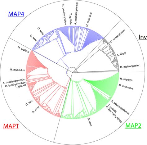 Phylogeny Of Microtubule Associated Proteins Phylogenetic Tree Using
