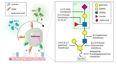 Role Of Glycans And Glycan Binding Proteins In Leukocyte Capture And