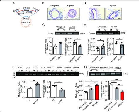 Mitochondrial D Loop Region Is Hypermethylated In Smooth Muscle Cells