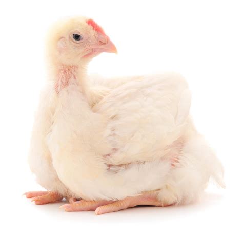 Premium Photo Chicken Or Young Broiler Chicken