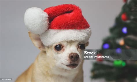 빨간 산타 크리스마스 모자를 쓴 갈색 짧은 머리 치와와 개는 크리스마스 트리와 빨간색과 녹색 선물 상자가 있는 흰색 배경에 앉아 있습니다 12월에 대한 스톡 사진 및 기타