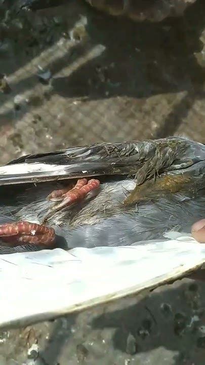 Mar Gaya Sex Jo Tere Liye Har Roj Marta Tha 😭😭 10k Viral 😱😱 Youtube Youtube