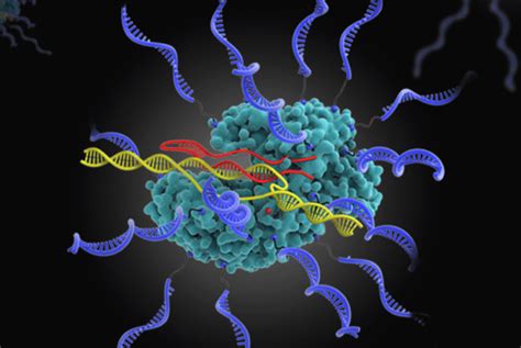Evolution And Crispr Editing Life With An Evolutionary Tool