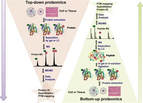 Top Down Vs Bottom Up Proteomics Unraveling The Secrets Of Protein