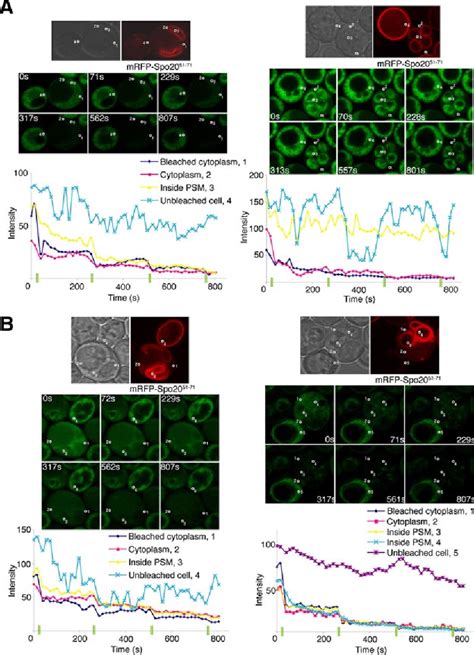 Figure 1 From The Anaphase Promoting Complex Targeting Subunit Ama1 Links Meiotic Exit To