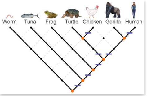 Primate Cladogram With Traits