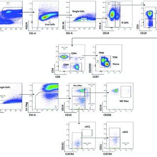 Example Flow Cytometry Gating Strategy For Quantifying Immune Cell