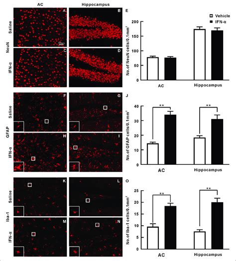 Immunohistochemistry Analysis Of Ac And Hippocampus Sections After 3 Download Scientific