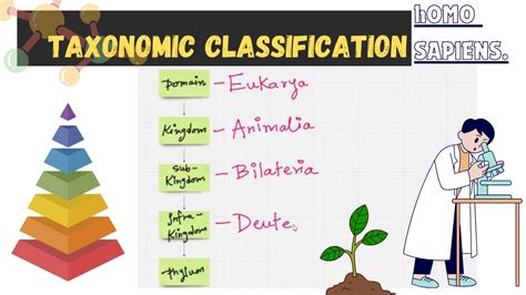 Taxonomic Classification Of Homo Sapiens Humans Anthropology