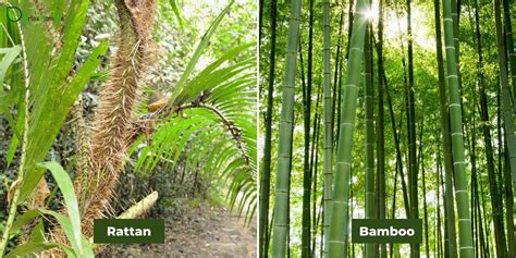 Difference Between Cane And Bamboo Plant At Barbara Bowles Blog