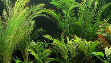 Mayaca Fluviatilis Care Guide Tips For Growing Water Primrose