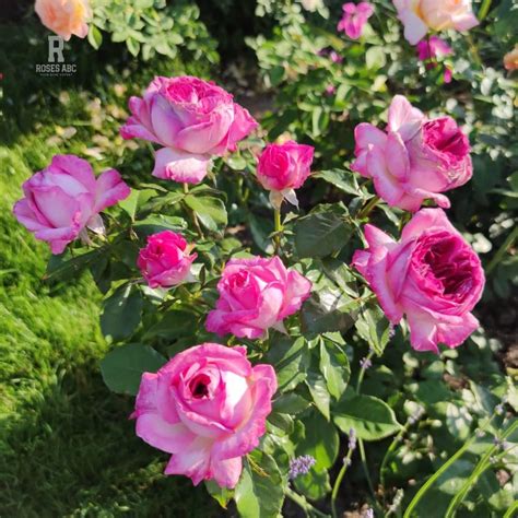 Roses ABC - Rose Thierry Marx