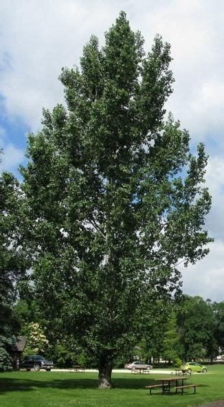 Swift Tree Centre Tree Nursery Windbreaks Tree