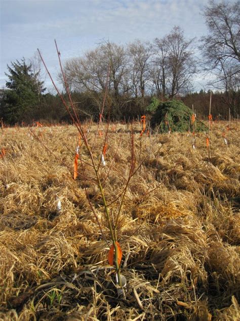 Wetlandshoreline Buffer Mitigation Bellingham Wa