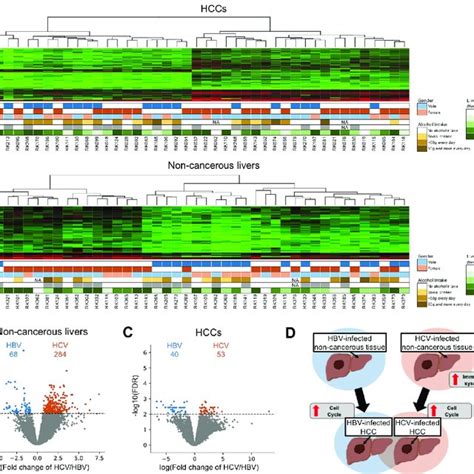 Identification Of Hbv Human Genome Fusion Transcripts A