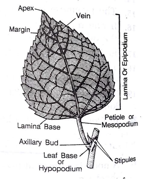 Botanica Morphology Of Leaf