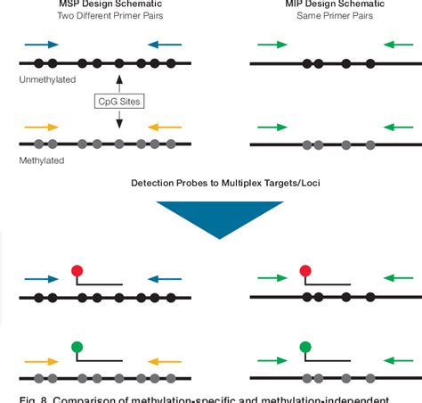 Figure 1 From Dna Methylation Detection Using Droplet Digital ™ Pcr