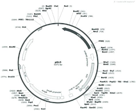 Structure Of The Pglo Plasmid The Ori Arrows Show The Direction Of