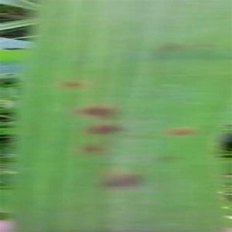 Riceplantdetection Object Detection Model V6 Exporting Ke Dataset Fix