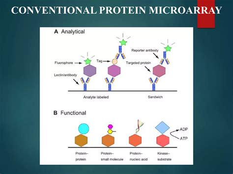 Presentation On Protein Array Pptx