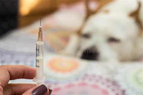 Young Woman Giving A Sick Dog A Vaccine Stock Image Image Of Dose