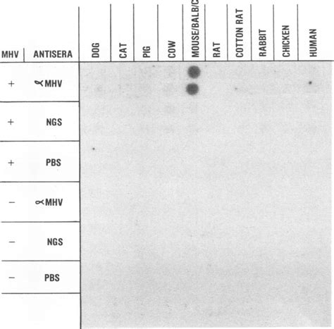 Solid Phase Assay Of Mhv A59 Binding To Intestinal Bbm From Different Download Scientific