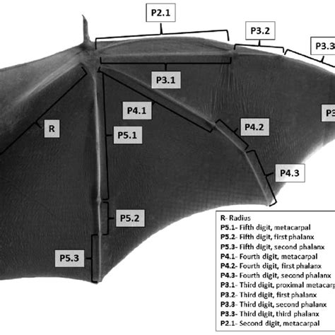 Wing Elements Analyzed For Secondary Sexual Dimorphism In A Lituratus Download Scientific Diagram