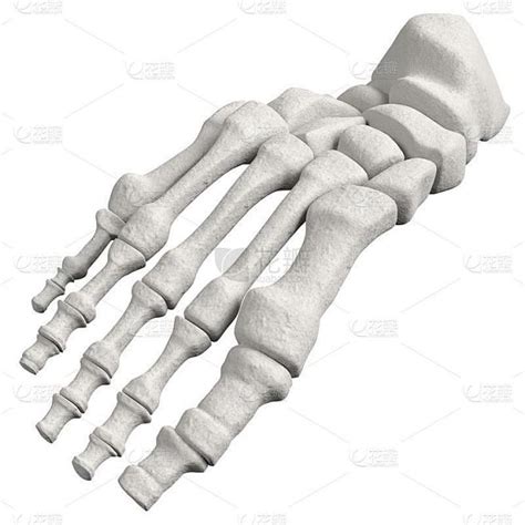 人体足部骨骼解剖学