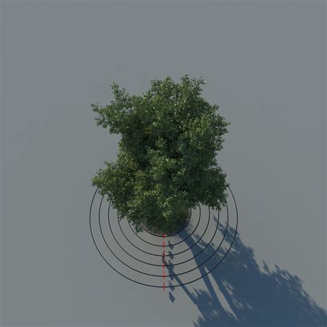 Oak Trees 3d Obj