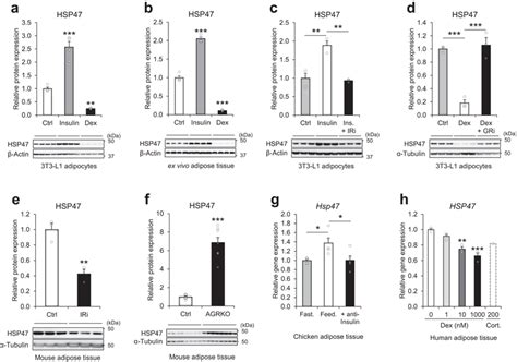 Hormonal Regulation Of Hsp47 By Insulin And Corticosteroids A Relative