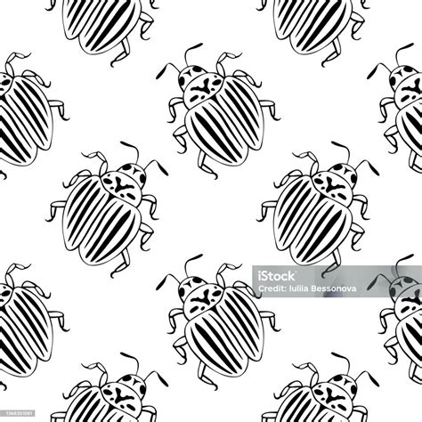 낙서 스타일의 검은 윤곽 콜로라도 딱정벌레의 벡터 원활한 패턴 뒷면에 줄무늬가 있는 버그 상단 보기 곤충 기생충 해충과 간단한 질감 검은색에 대한 스톡 벡터 아트 및 기타