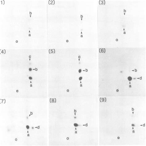 Two Dimensional Phosphopeptide Map Analysis Of Synthetic App Peptide