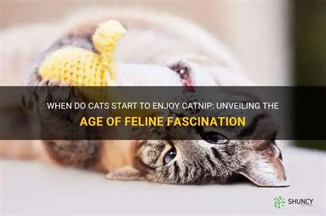 When Do Cats Start To Enjoy Catnip Unveiling The Age Of Feline Fascination Shuncy