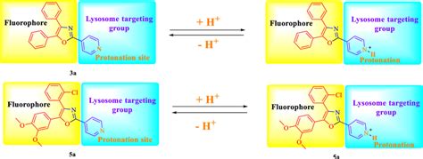 Ph Response Behaviour For Lysosome Targetable Group¹³ Download Scientific Diagram