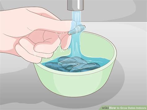 Easy Ways To Grow Dates Indoors Steps With Pictures